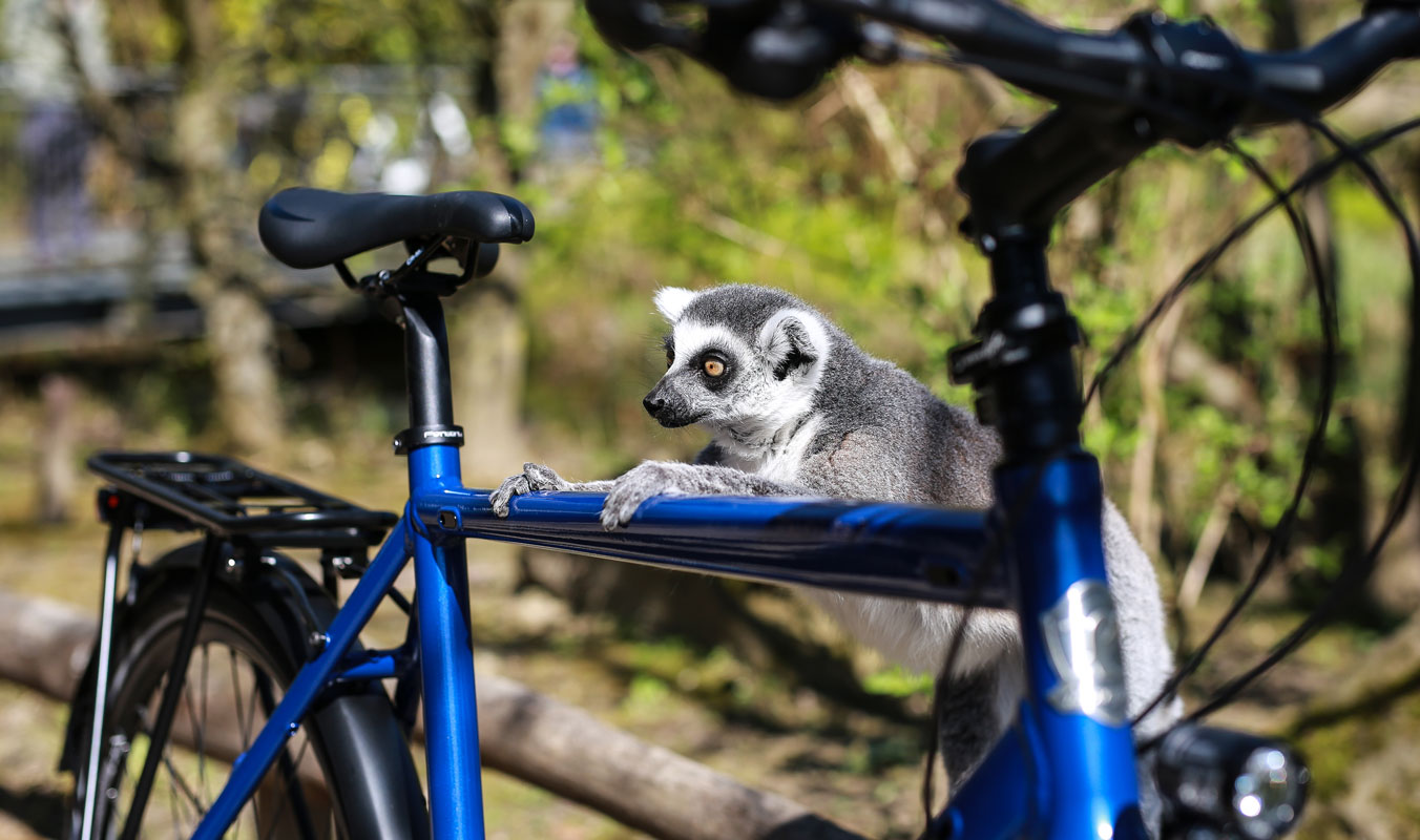 Town Lite 2 - MaxCycles